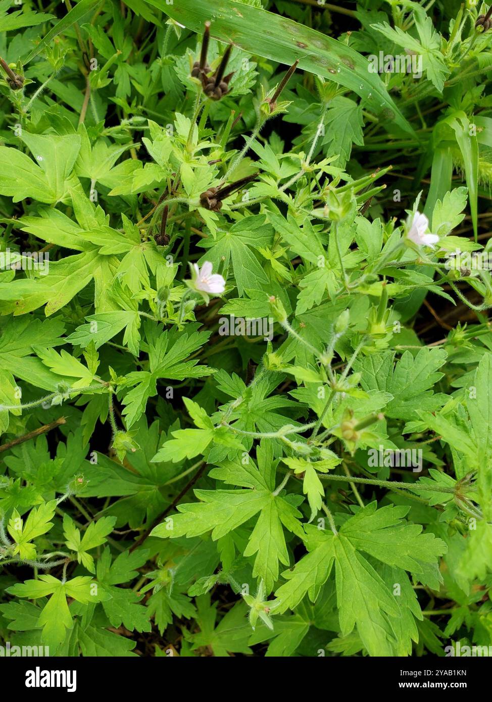 Siberian Crane's-bill (Geranium sibiricum) Plantae Stock Photo - Alamy