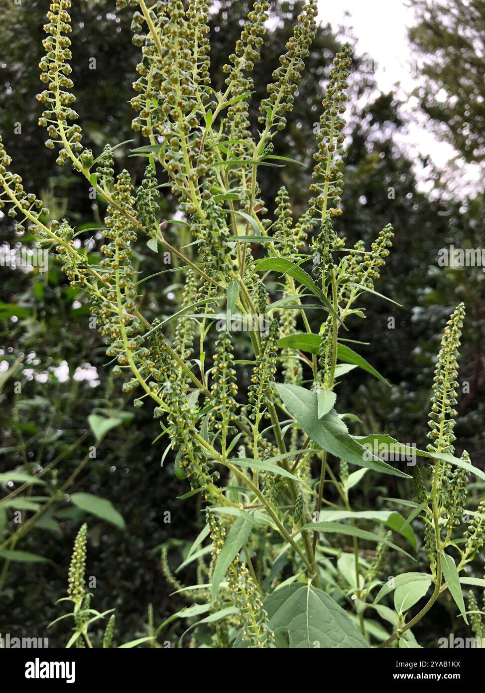 giant ragweed (Ambrosia trifida) Plantae Stock Photo - Alamy