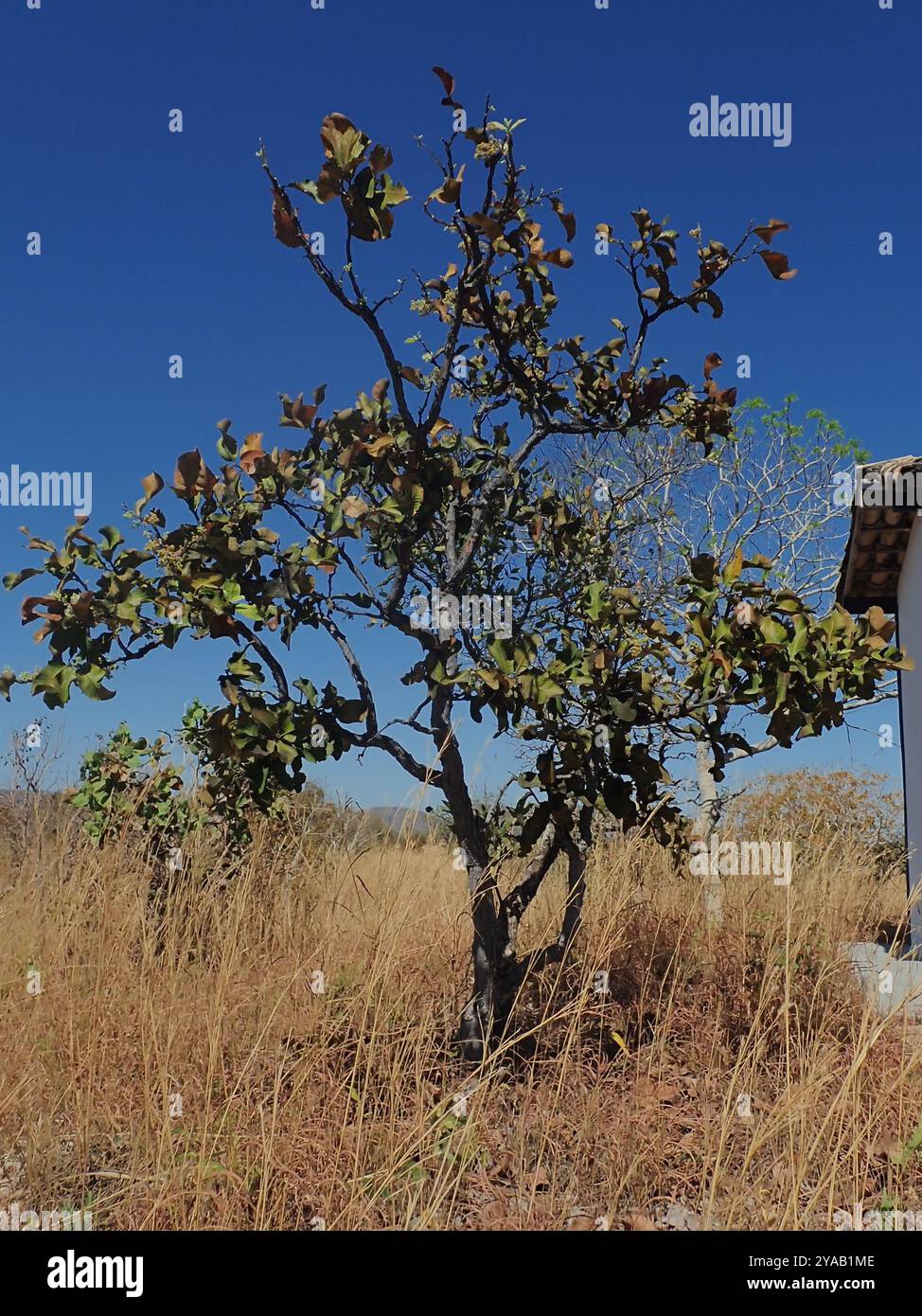 Sandpaper tree (Curatella americana) Plantae Stock Photo - Alamy