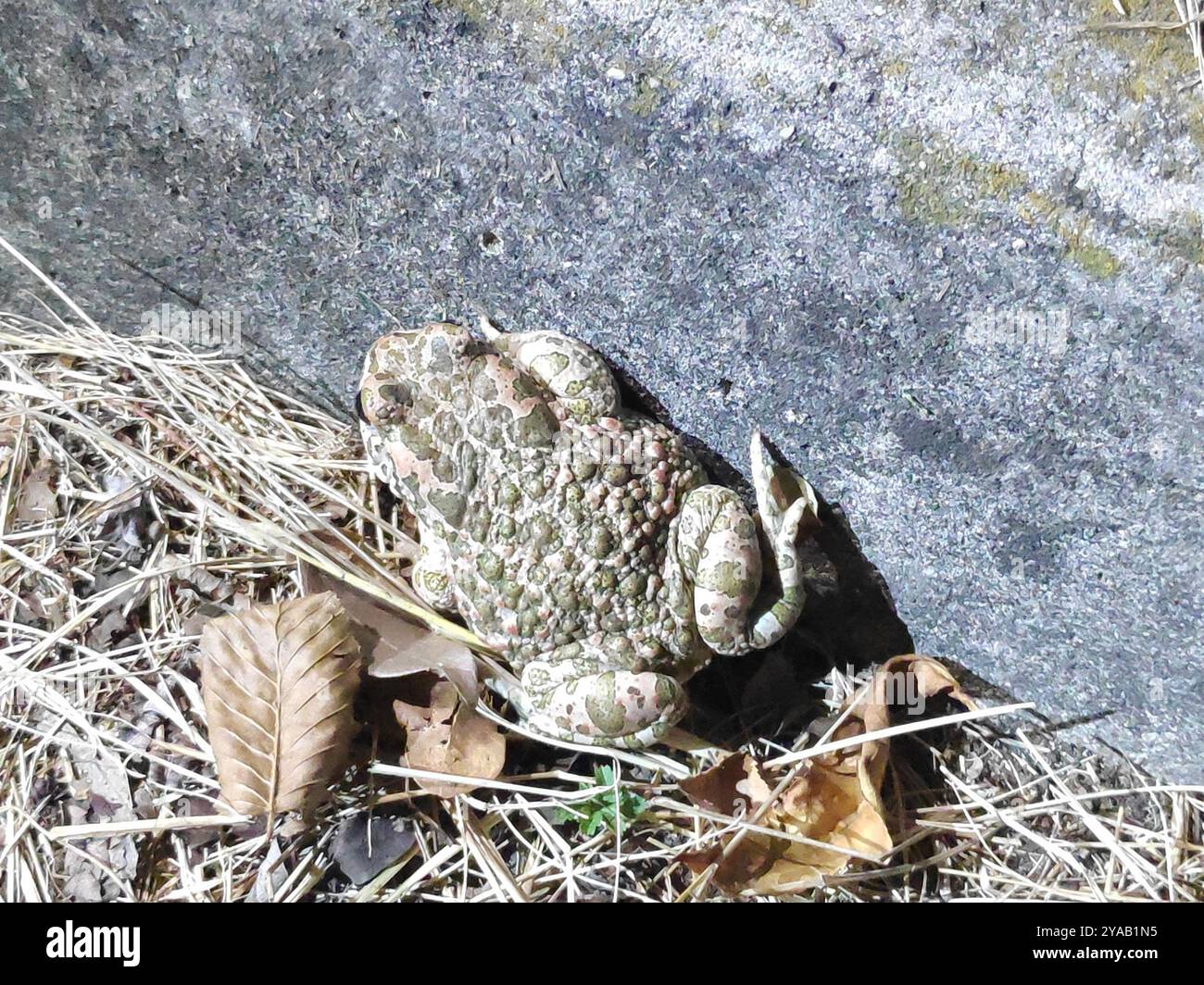 Balearic Green Toad (Bufotes viridis balearicus) Amphibia Stock Photo ...