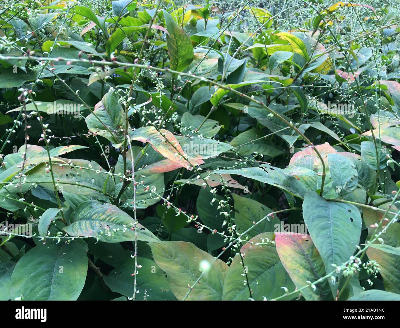 American jumpseed (Persicaria virginiana) Plantae Stock Photo - Alamy