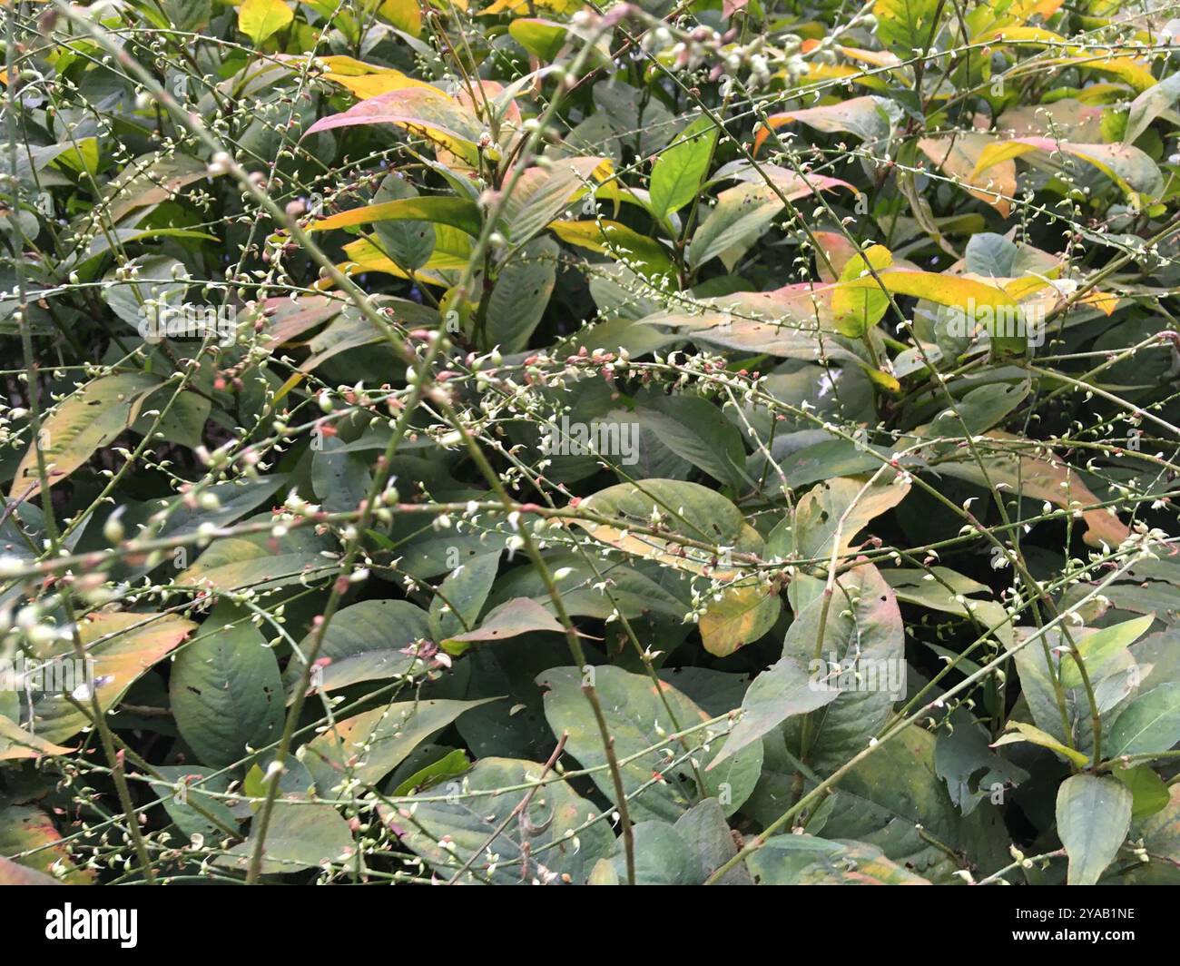 American jumpseed (Persicaria virginiana) Plantae Stock Photo - Alamy