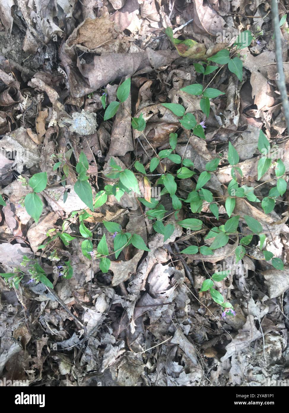 common dittany (Cunila origanoides) Plantae Stock Photo - Alamy