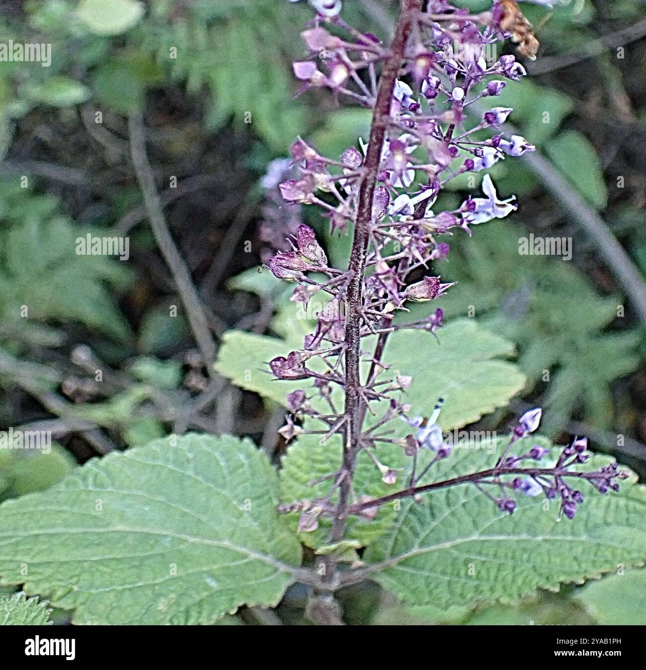 pink fly bush (Plectranthus fruticosus) Plantae Stock Photo - Alamy