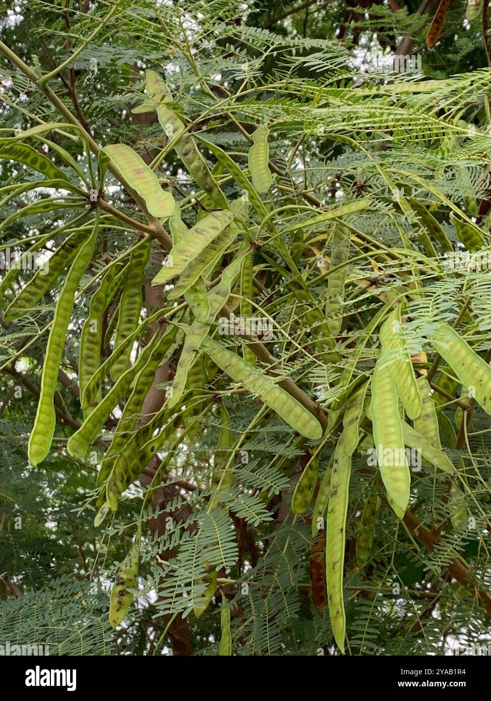 White leadtree (Leucaena leucocephala) Plantae Stock Photo - Alamy