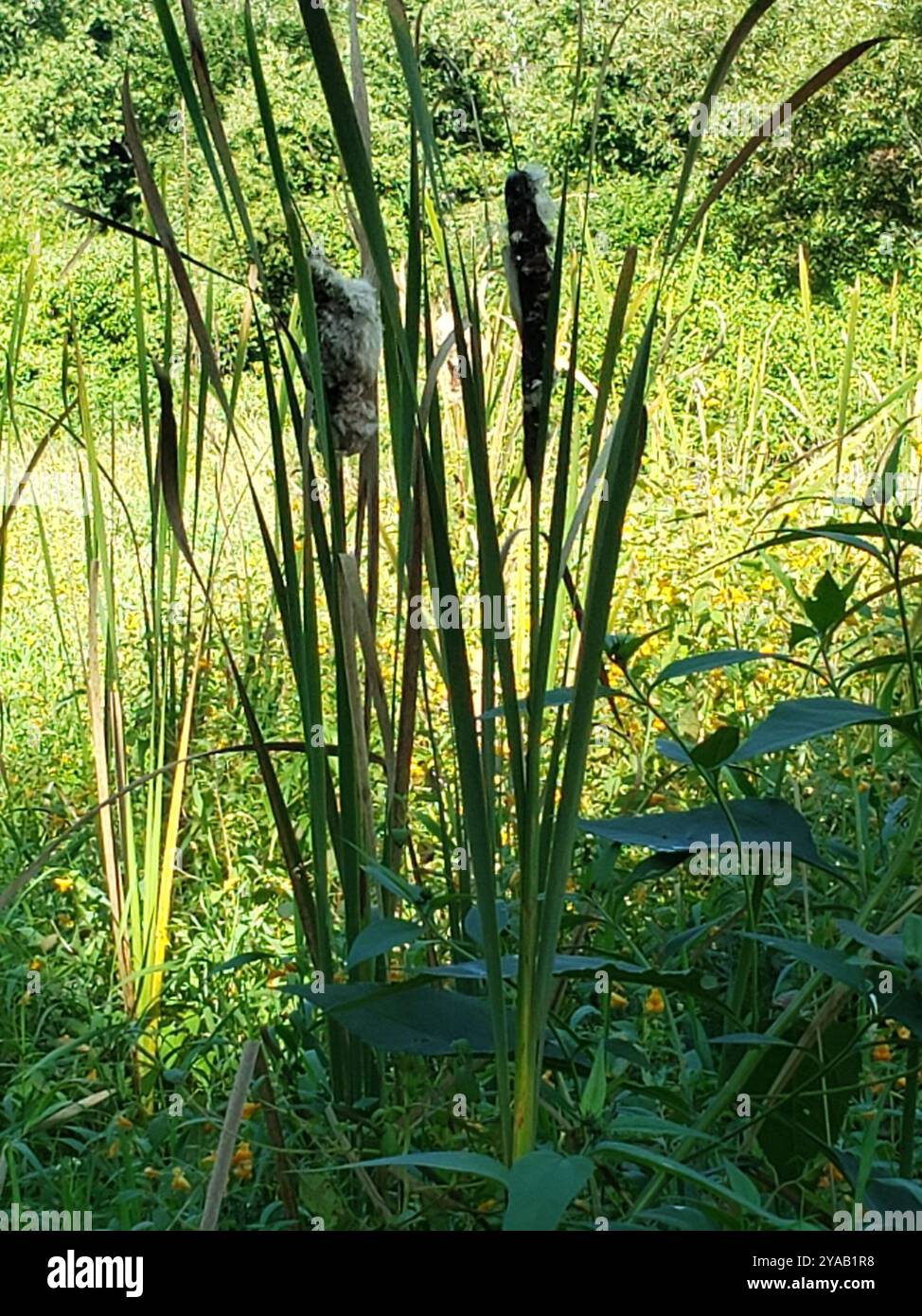 Cattails (Typha) Plantae Stock Photo - Alamy