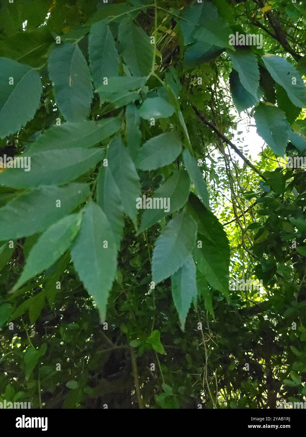 Taiwanese Rain Tree (Koelreuteria elegans) Plantae Stock Photo - Alamy