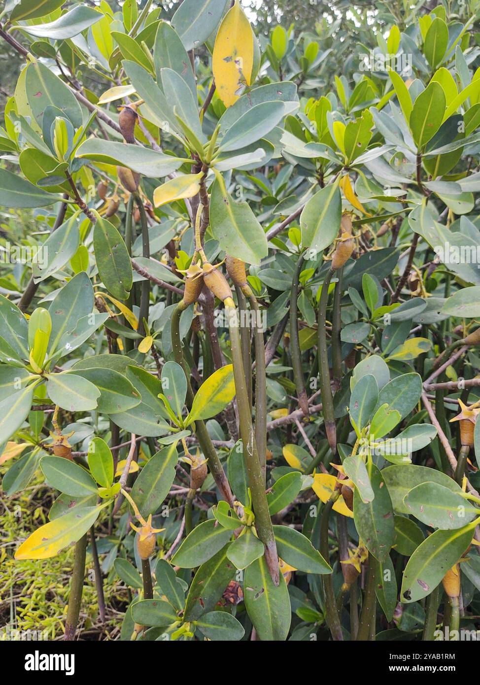 red mangrove (Rhizophora mangle) Plantae Stock Photo - Alamy