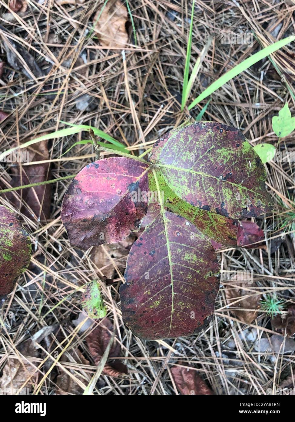 Atlantic poison oak (Toxicodendron pubescens) Plantae Stock Photo - Alamy