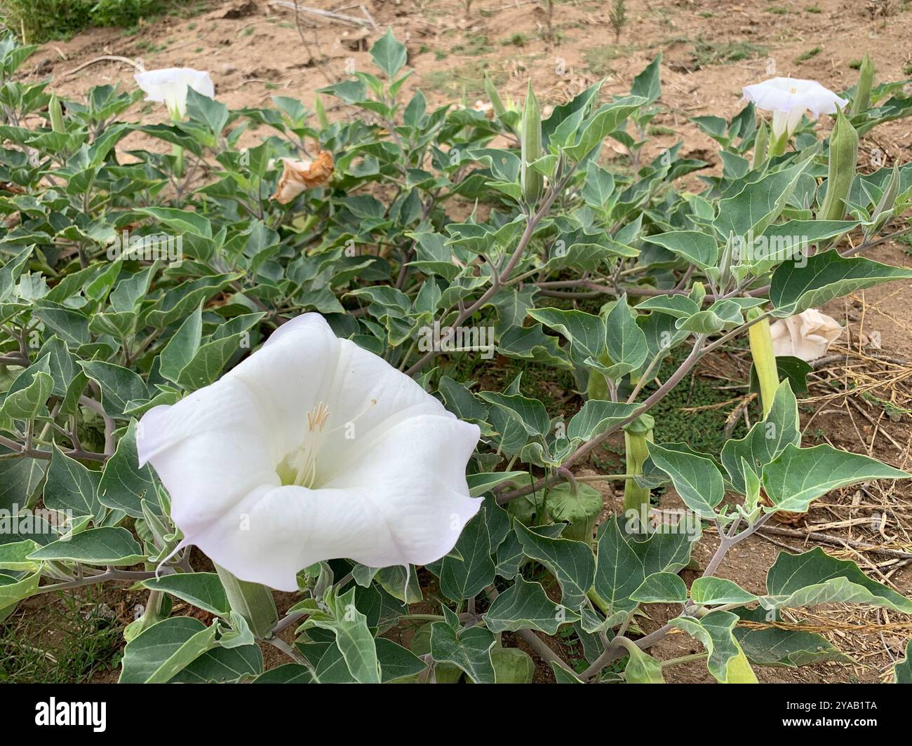 Sacred Datura (Datura wrightii) Plantae Stock Photo - Alamy