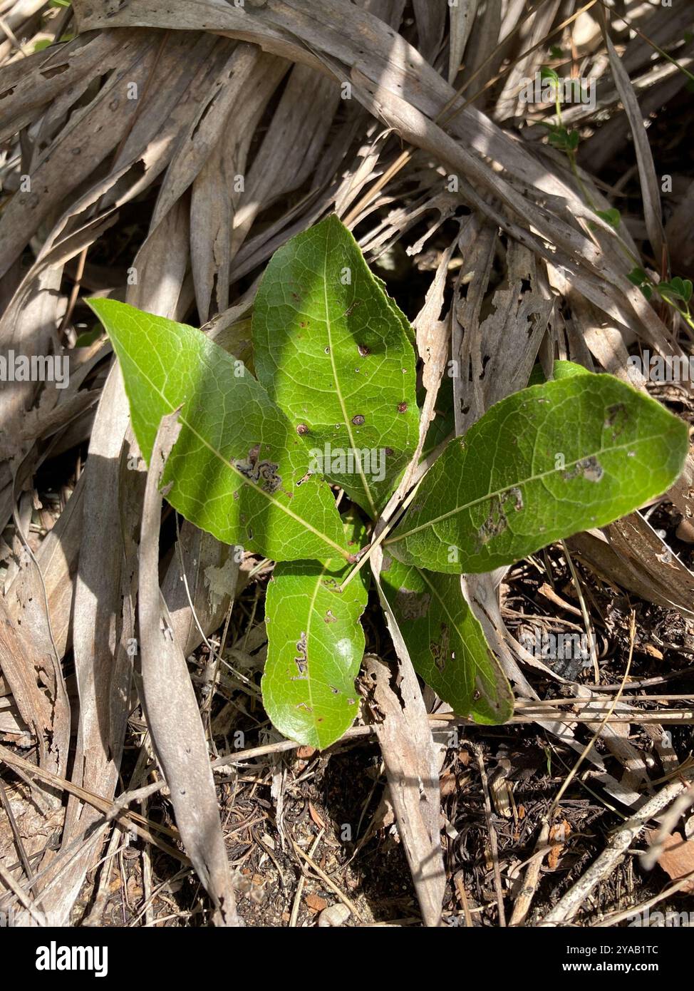 Gopher apple (Geobalanus oblongifolius) Plantae Stock Photo - Alamy