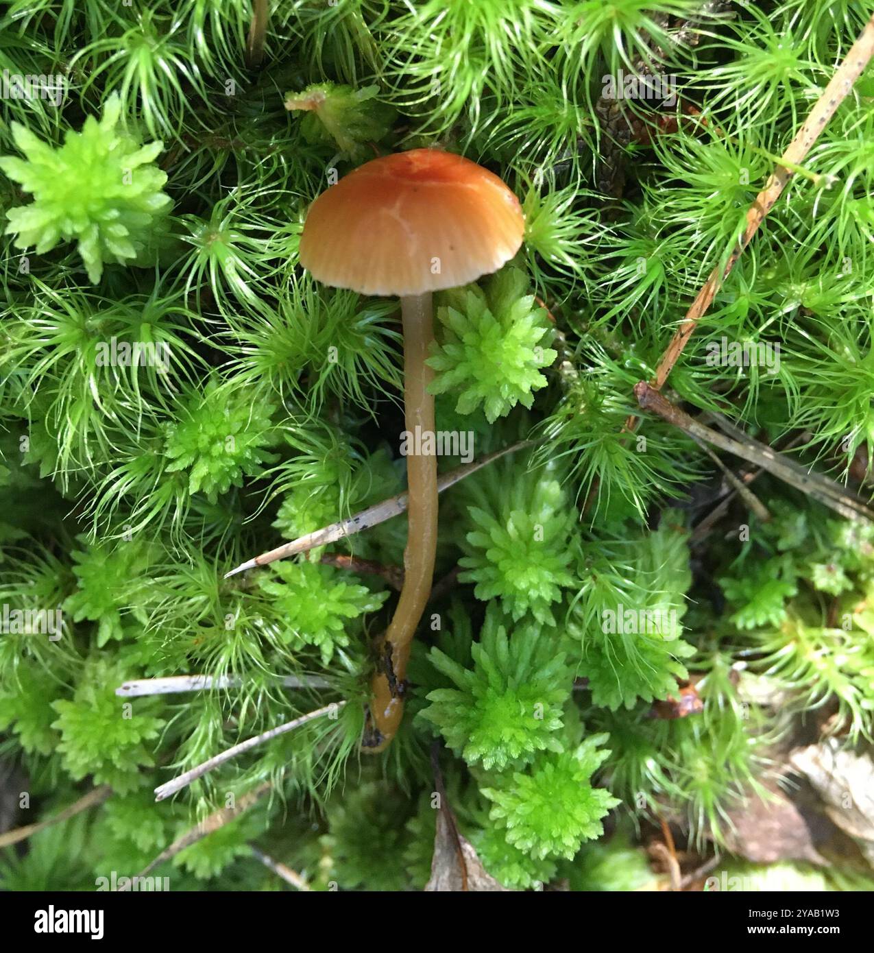 Heath Waxcap (Gliophorus laetus) Fungi Stock Photo - Alamy