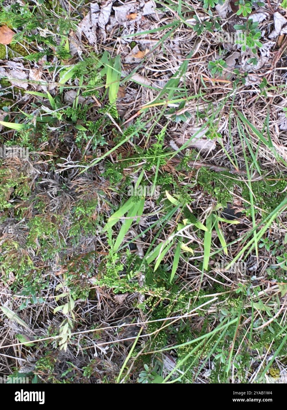 Dwarf Lake Iris (Iris lacustris) Plantae Stock Photo - Alamy