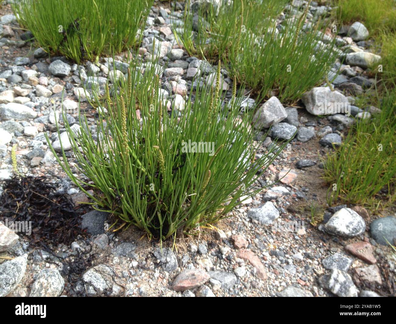 common arrowgrass (Triglochin maritima) Plantae Stock Photo - Alamy