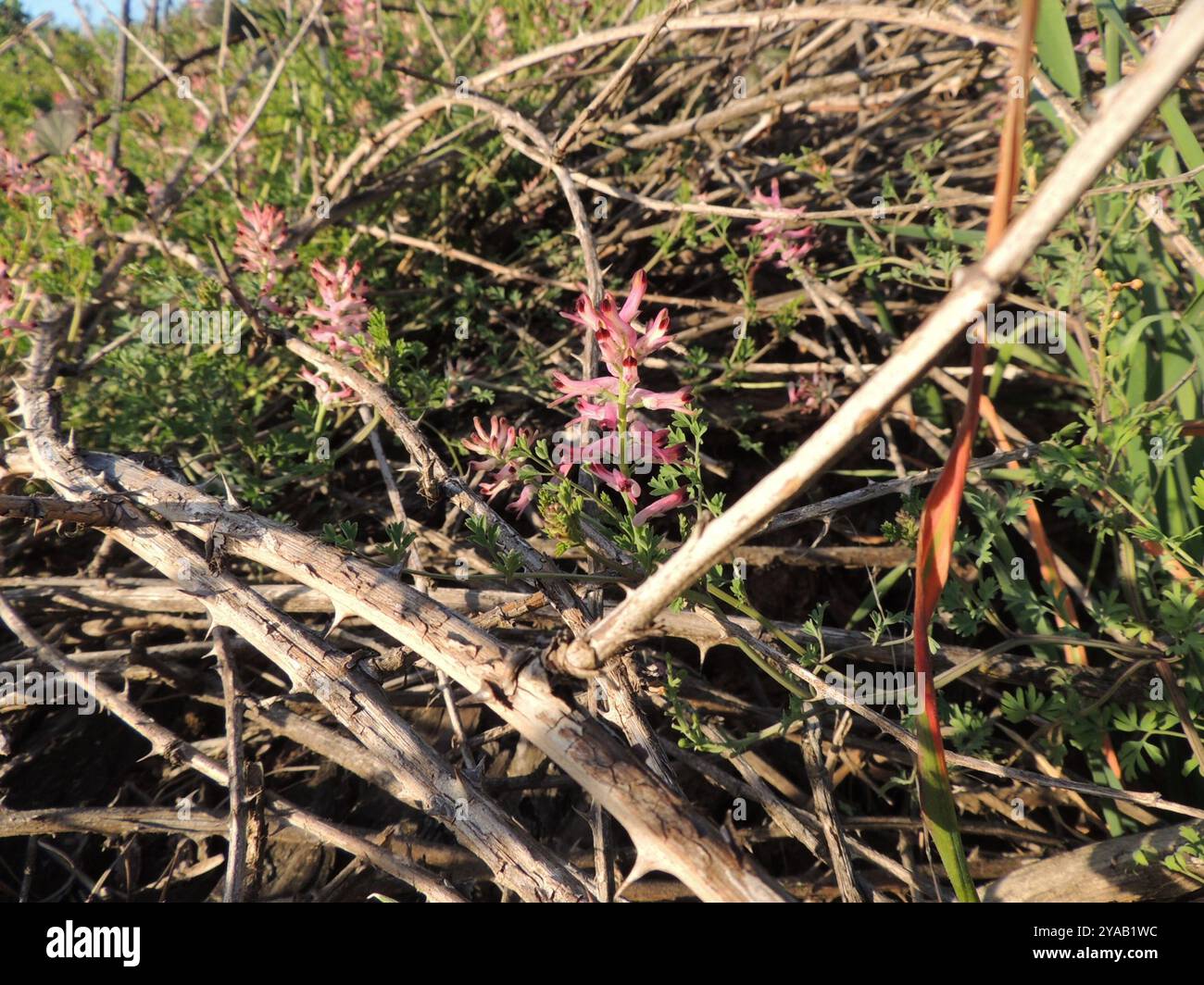 tall ramping-fumitory (Fumaria bastardii) Plantae Stock Photo - Alamy