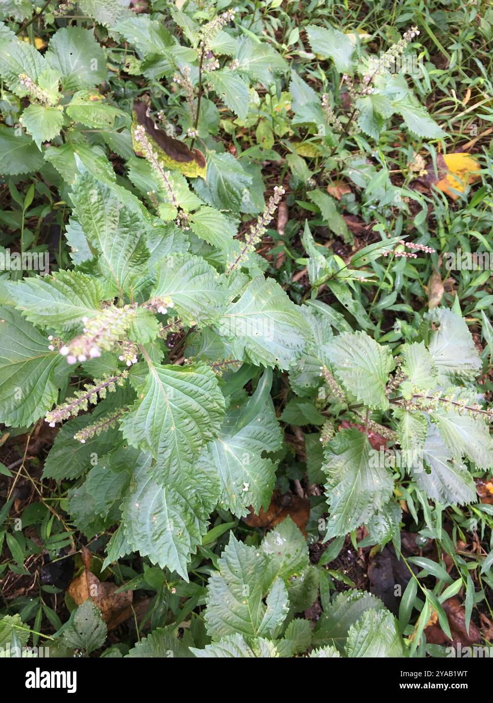 beefsteak plant (Perilla frutescens) Plantae Stock Photo - Alamy