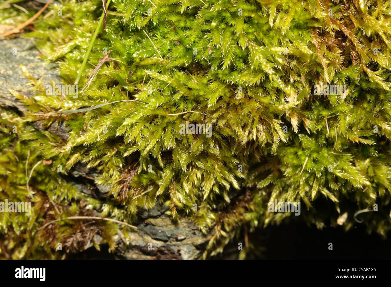 Yellow Feather-moss (Homalothecium lutescens) Plantae Stock Photo - Alamy