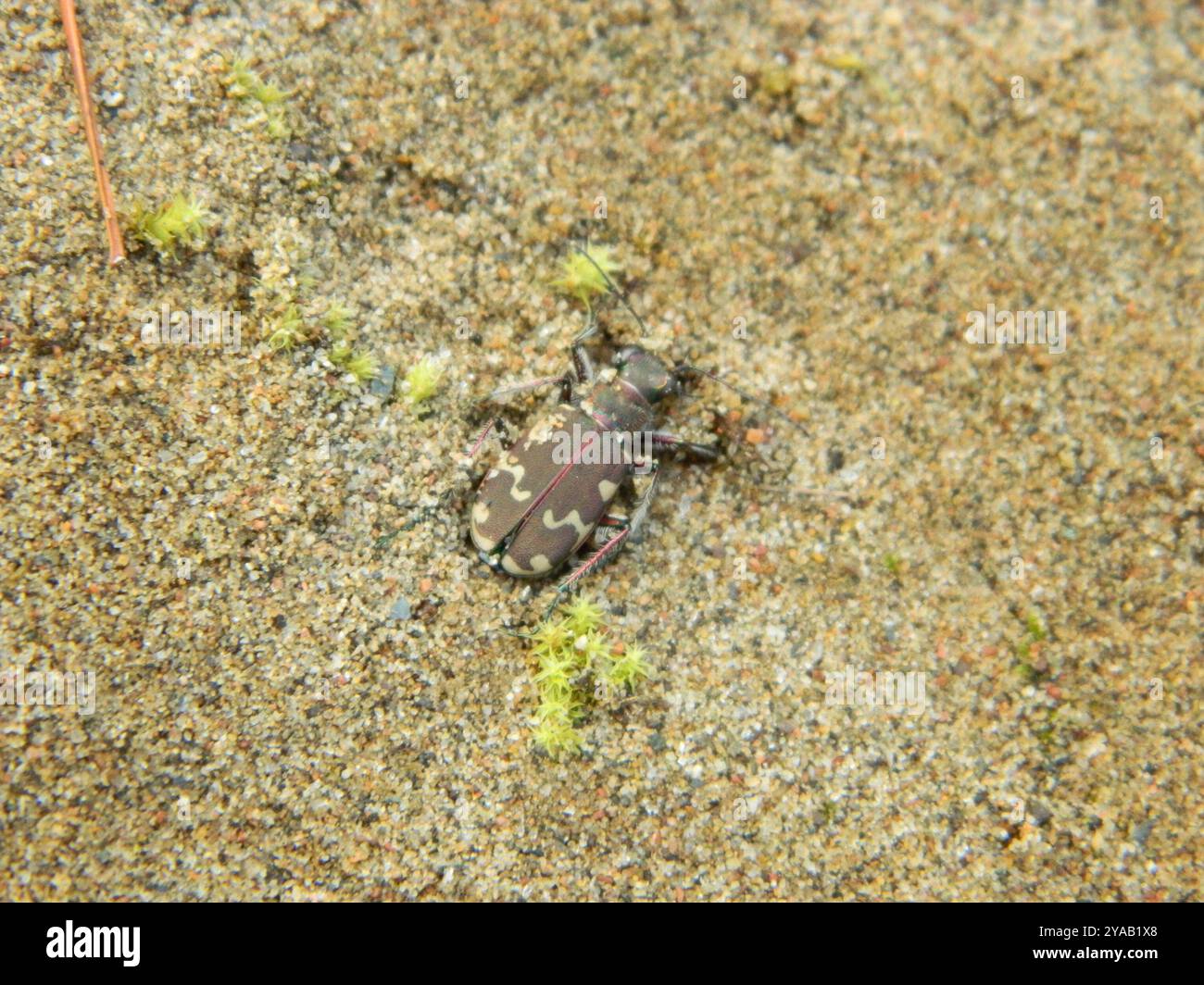 Northern Dune Tiger Beetle (Cicindela hybrida) Insecta Stock Photo - Alamy