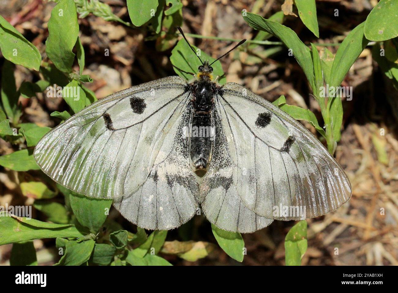 Clouded Apollo (Parnassius mnemosyne) Insecta Stock Photo - Alamy