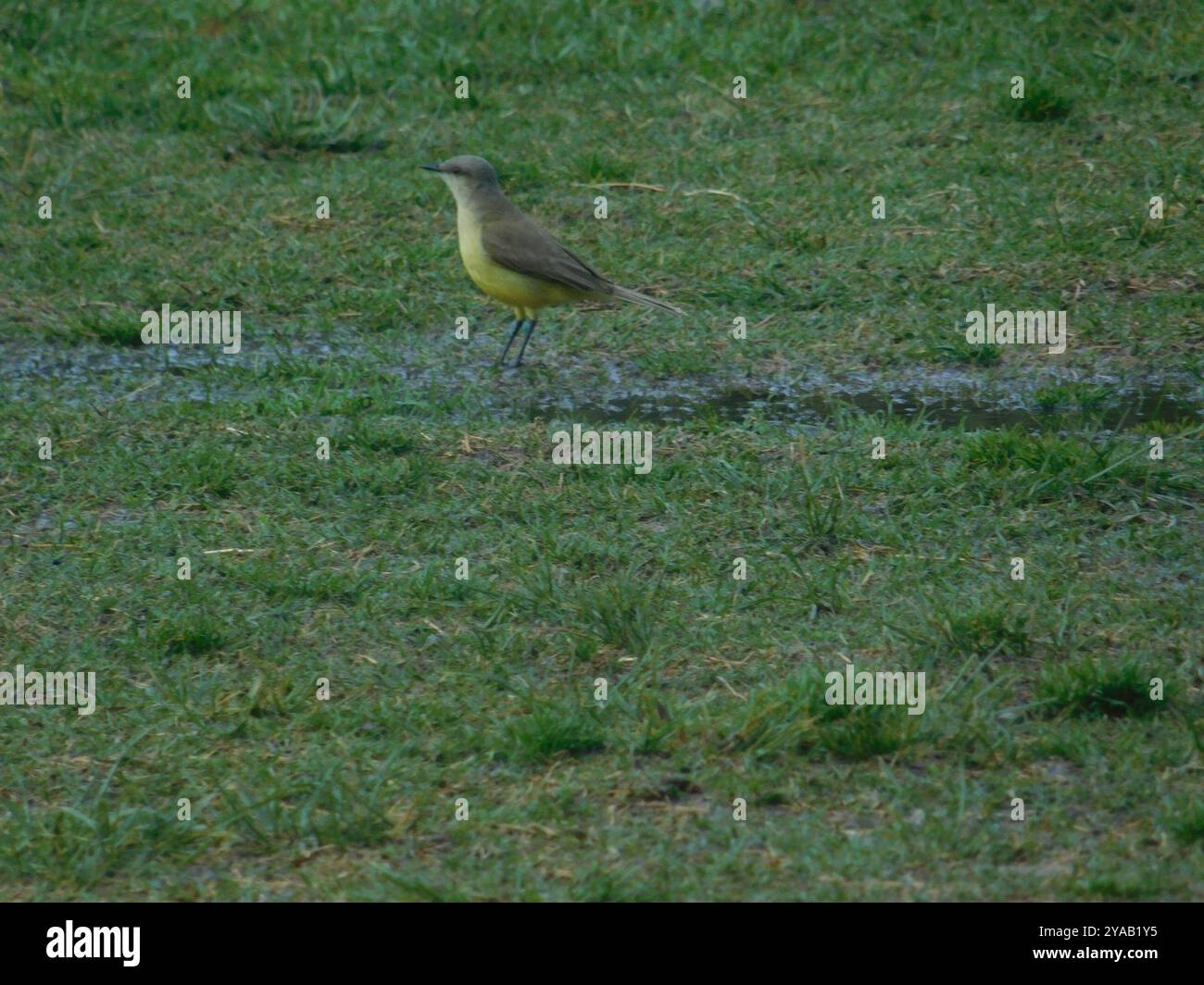 Cattle Tyrant (Machetornis rixosa) Aves Stock Photo - Alamy