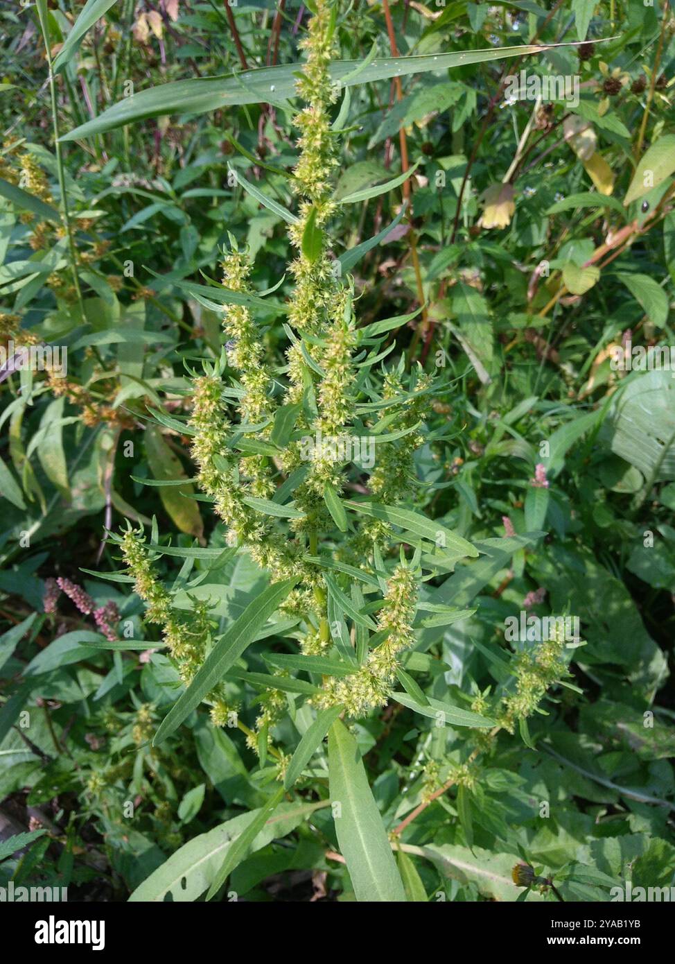 Golden Dock (Rumex maritimus) Plantae Stock Photo - Alamy