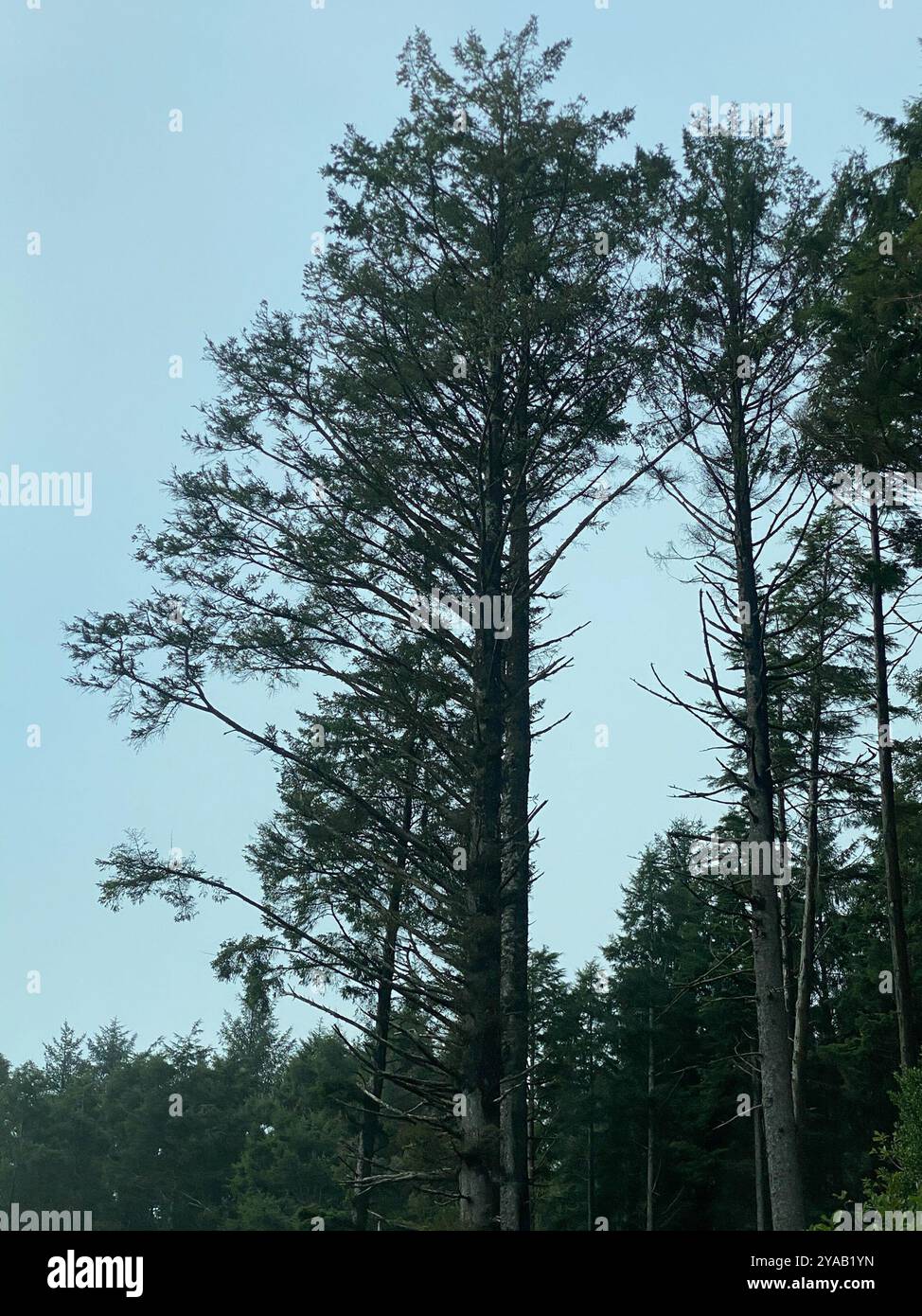pines, spruces, larches, and allies (Pinoideae) Plantae Stock Photo - Alamy