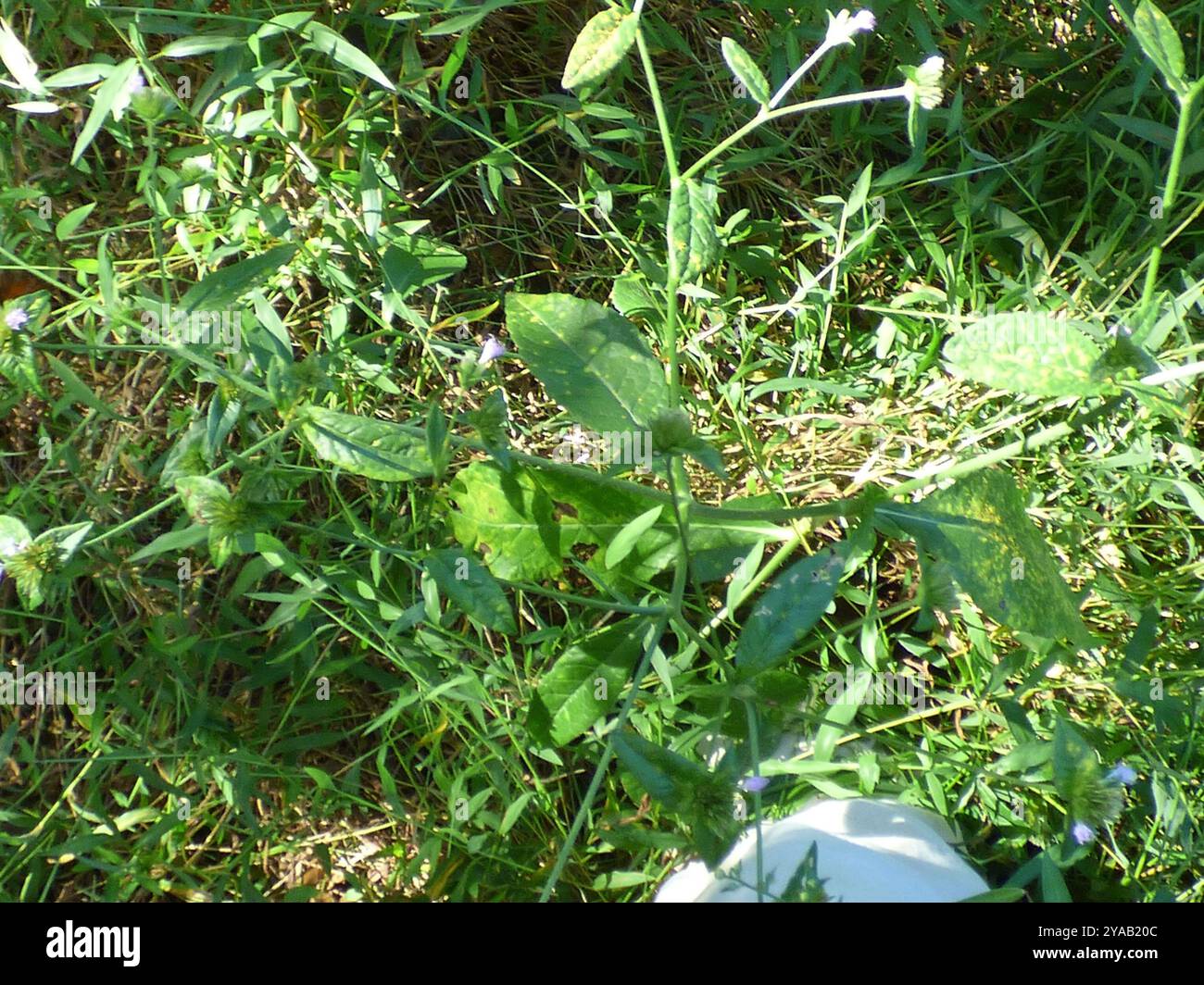leafy elephant's-foot (Elephantopus carolinianus) Plantae Stock Photo ...