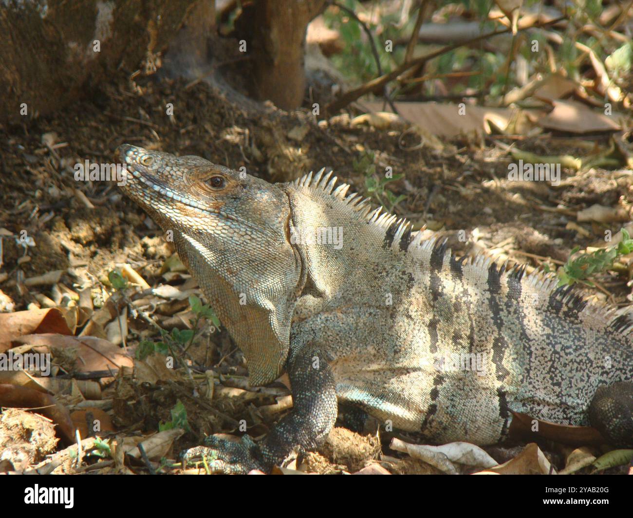 Black Spiny-tailed Iguana (Ctenosaura similis) Reptilia Stock Photo - Alamy