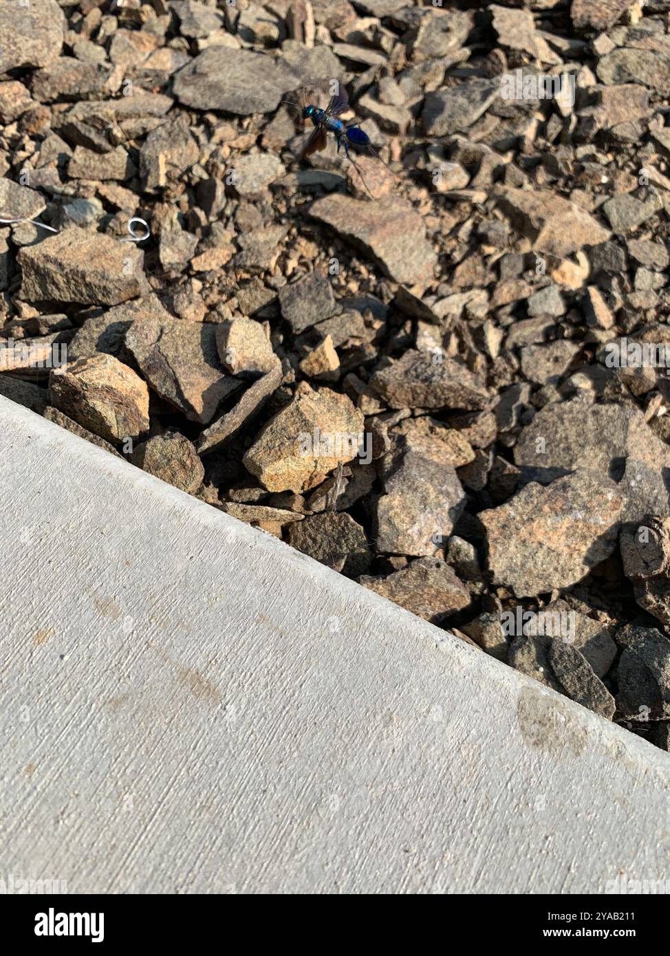 Steel-blue Cricket-hunter Wasp (Chlorion aerarium) Insecta Stock Photo ...