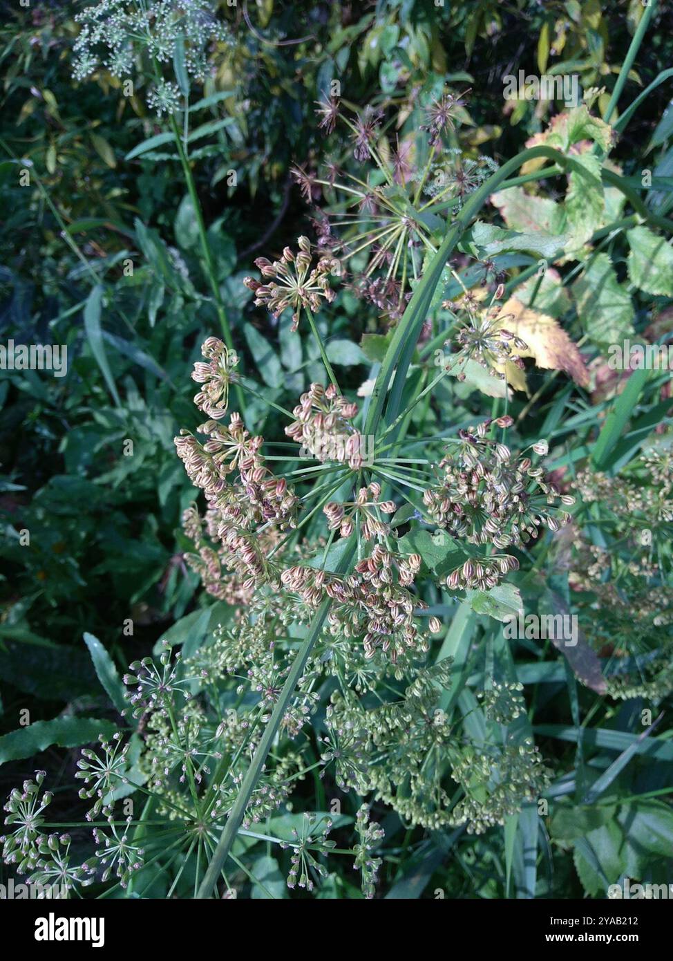 Greater Water-parsnip (Sium latifolium) Plantae Stock Photo - Alamy
