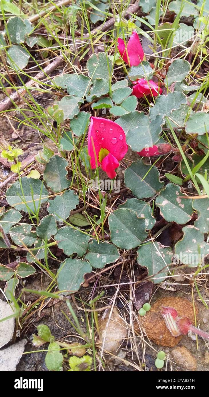 Running Postman (Kennedia prostrata) Plantae Stock Photo - Alamy