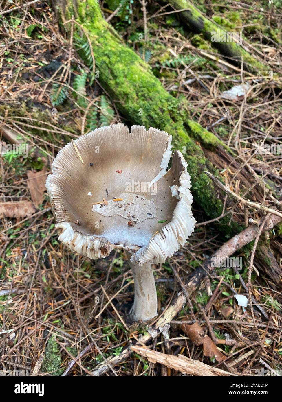 Western Grisette (Amanita pachycolea) Fungi Stock Photo - Alamy