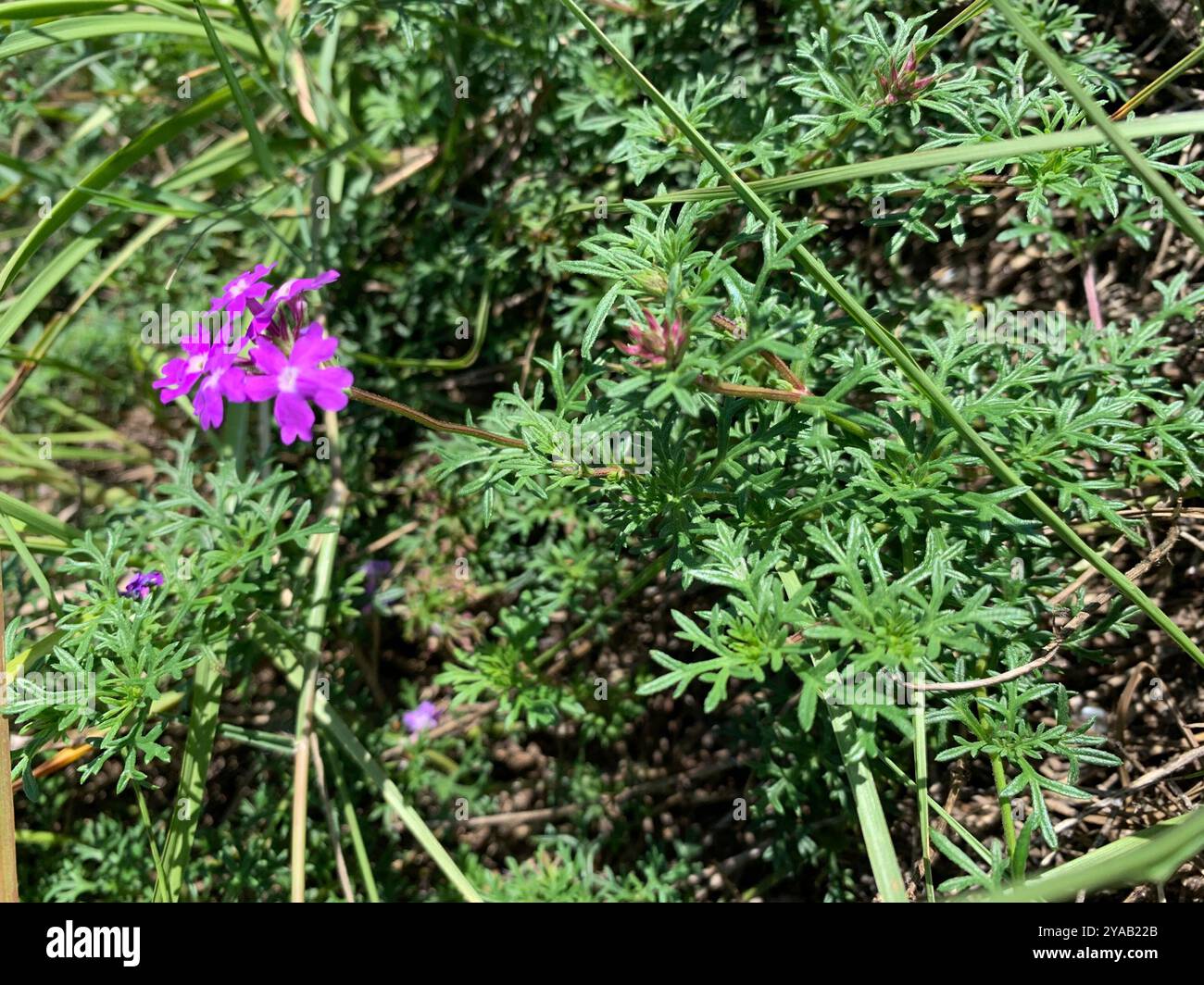 moss verbena (Verbena pulchella) Plantae Stock Photo - Alamy