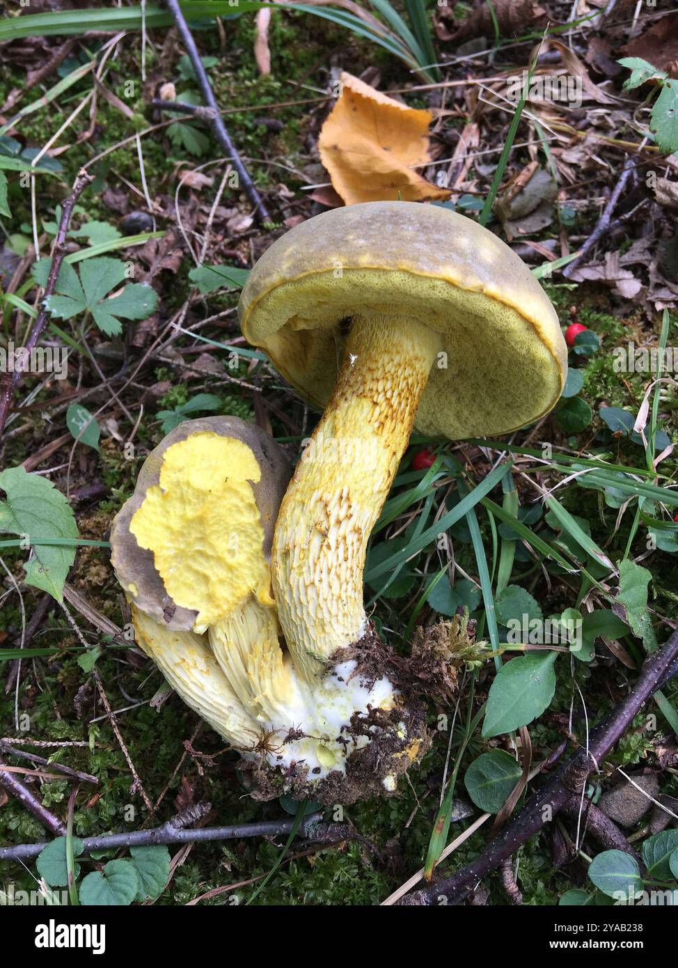 Ornate-stalked bolete (Retiboletus ornatipes) Fungi Stock Photo - Alamy