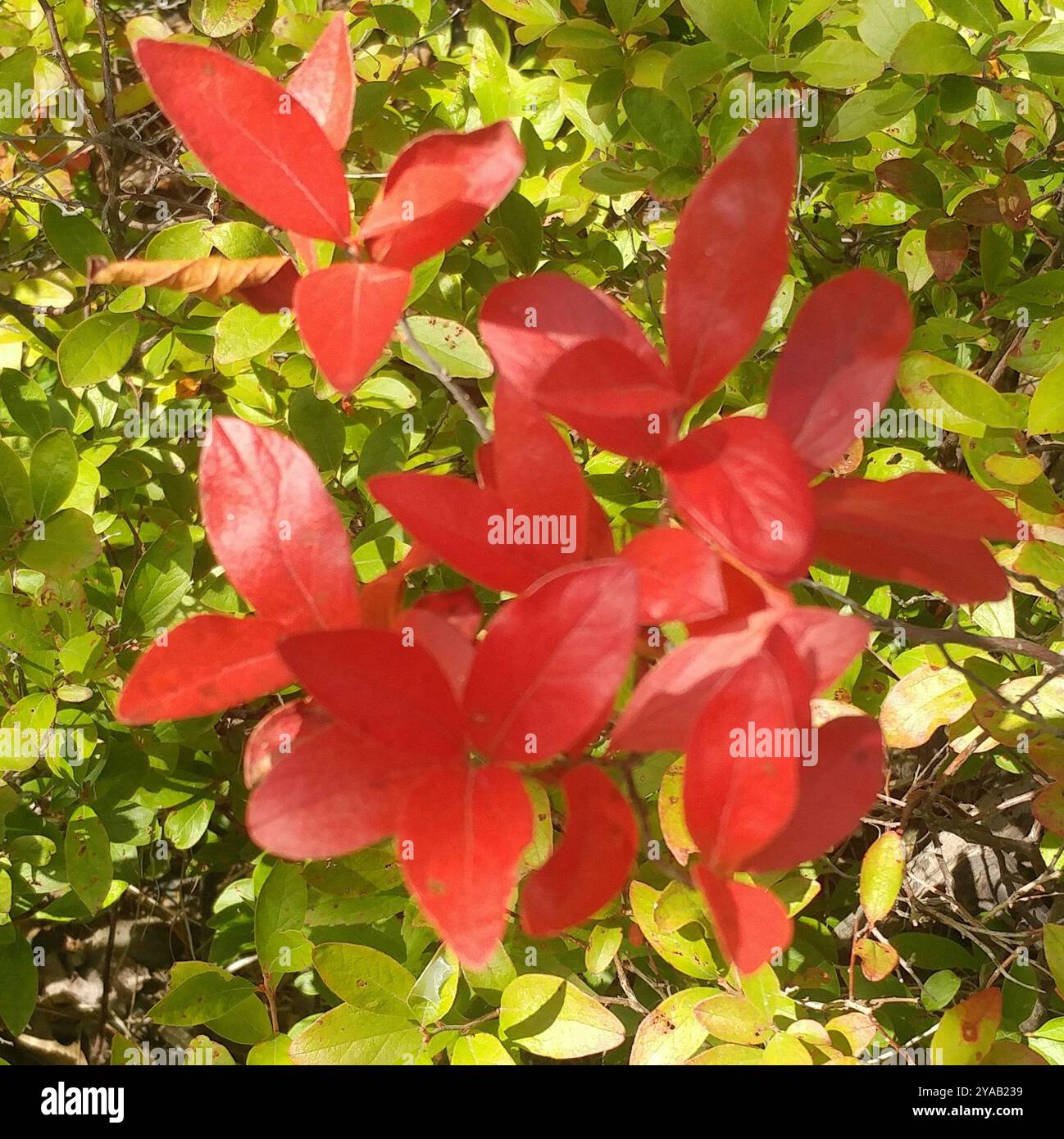 black huckleberry (Gaylussacia baccata) Plantae Stock Photo - Alamy
