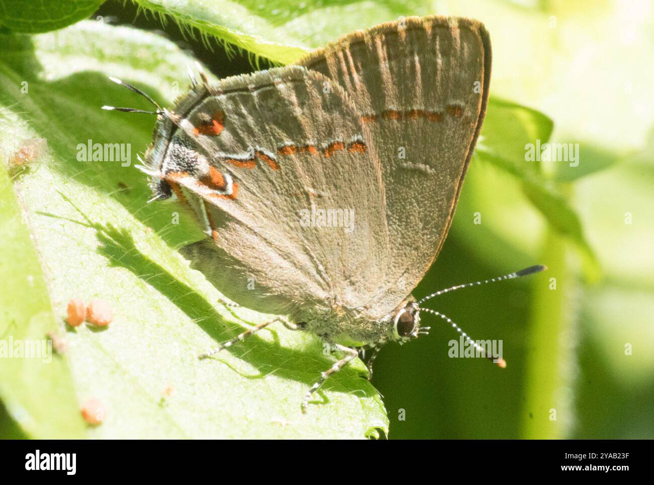 (Calycopis talama) Insecta Stock Photo - Alamy