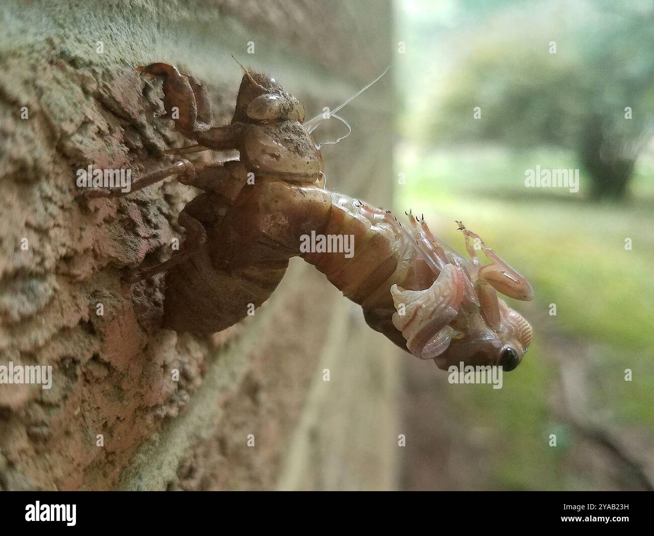 Fall Southeastern Dusk-singing Cicada (Megatibicen figuratus) Insecta ...