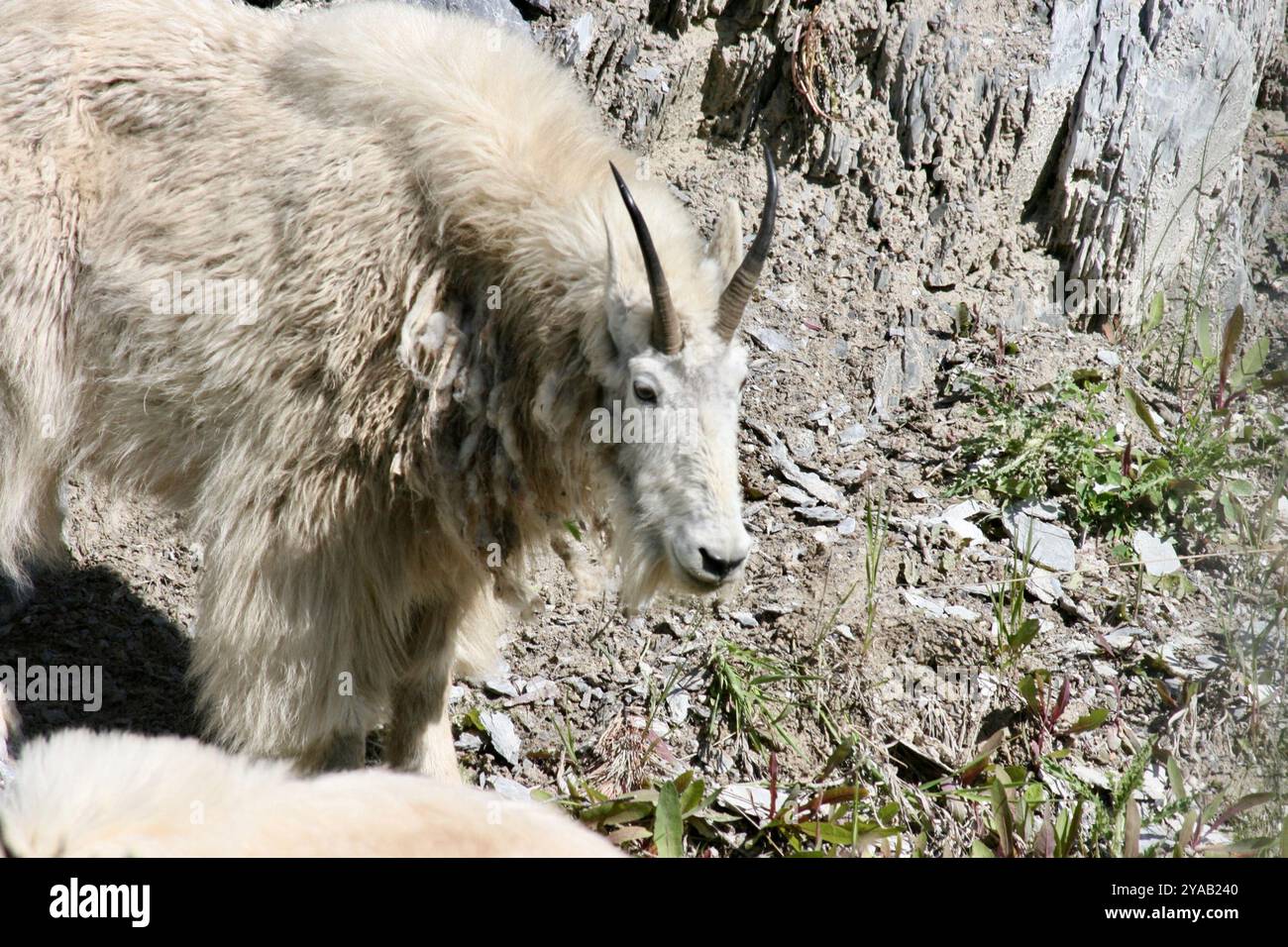 Mountain Goat (Oreamnos americanus) Mammalia Stock Photo - Alamy