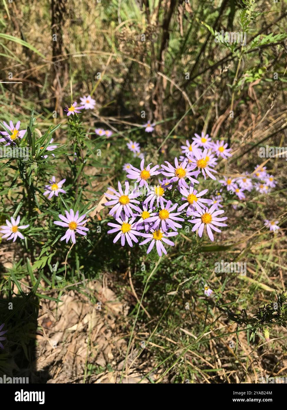Flax-leaved Aster (Ionactis linariifolia) Plantae Stock Photo - Alamy