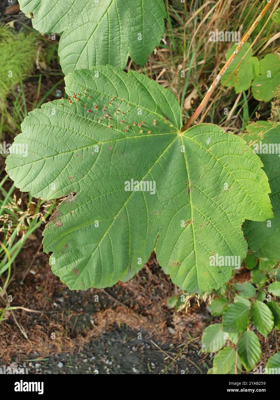Maple gall mite (Aceria macrorhyncha) Arachnida Stock Photo - Alamy