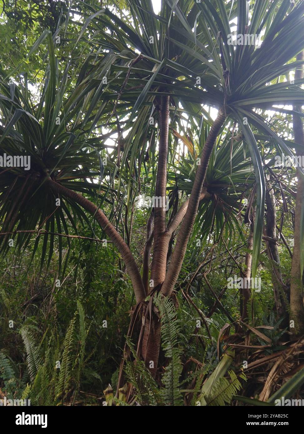 thatch screwpine (Pandanus tectorius) Plantae Stock Photo - Alamy