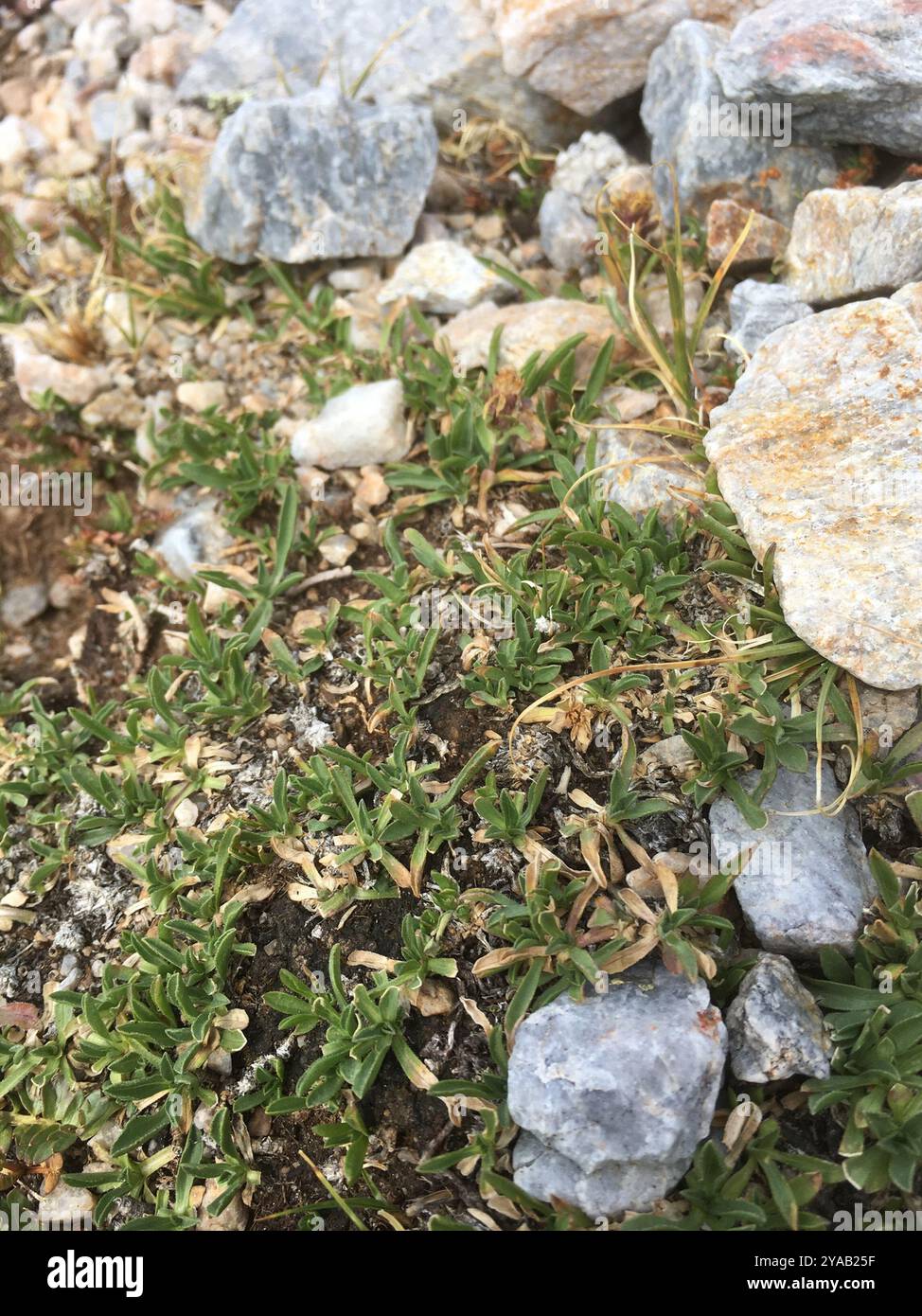 Pygmy Goldenweed (Tonestus pygmaeus) Plantae Stock Photo - Alamy