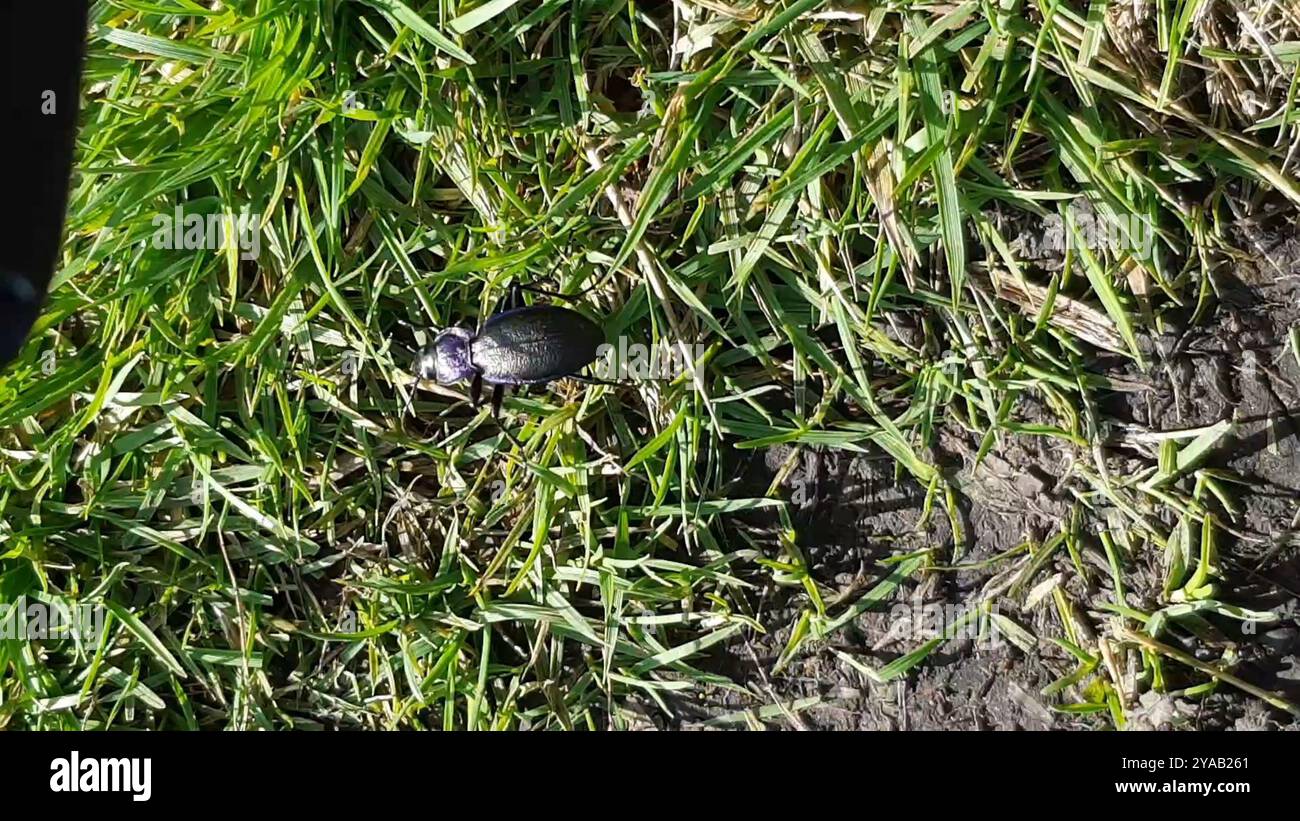 Rough Violet Ground Beetle (Carabus problematicus) Insecta Stock Photo ...