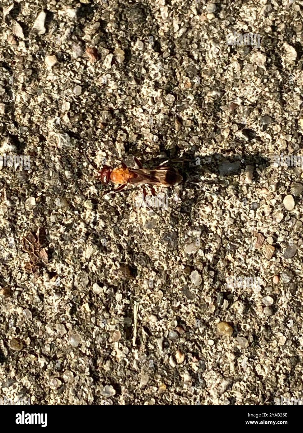 Spider Wasps (Pompilidae) Insecta Stock Photo - Alamy