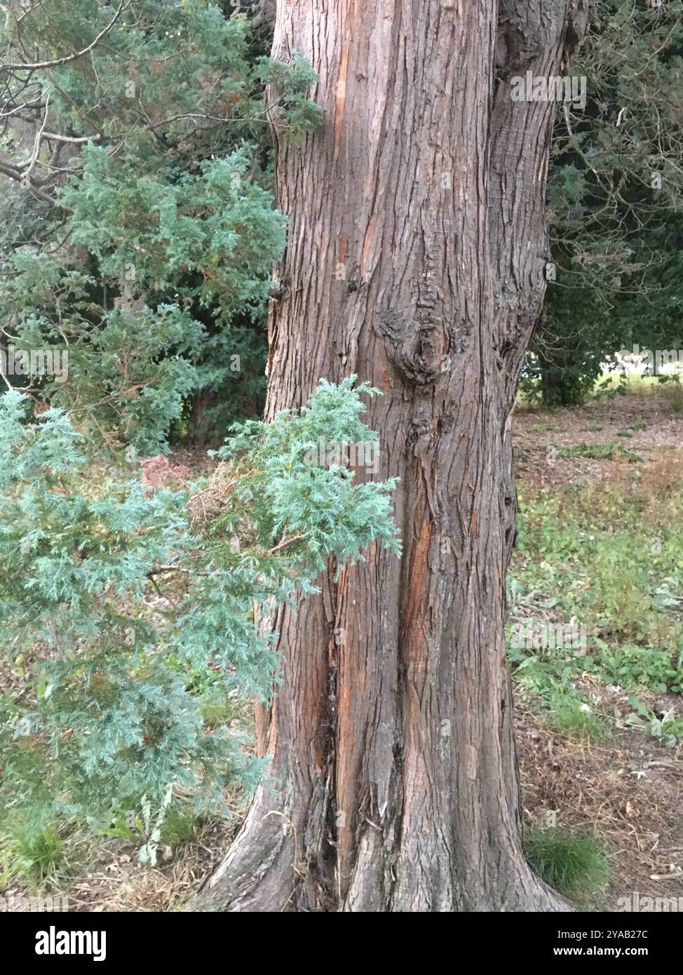cypress family (Cupressaceae) Plantae Stock Photo - Alamy