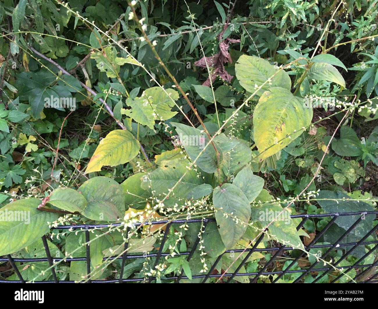 American jumpseed (Persicaria virginiana) Plantae Stock Photo - Alamy