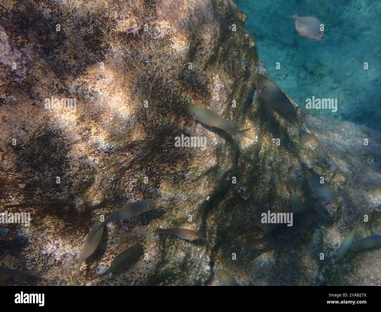 Rivulated Rabbitfish (Siganus rivulatus) Actinopterygii Stock Photo - Alamy