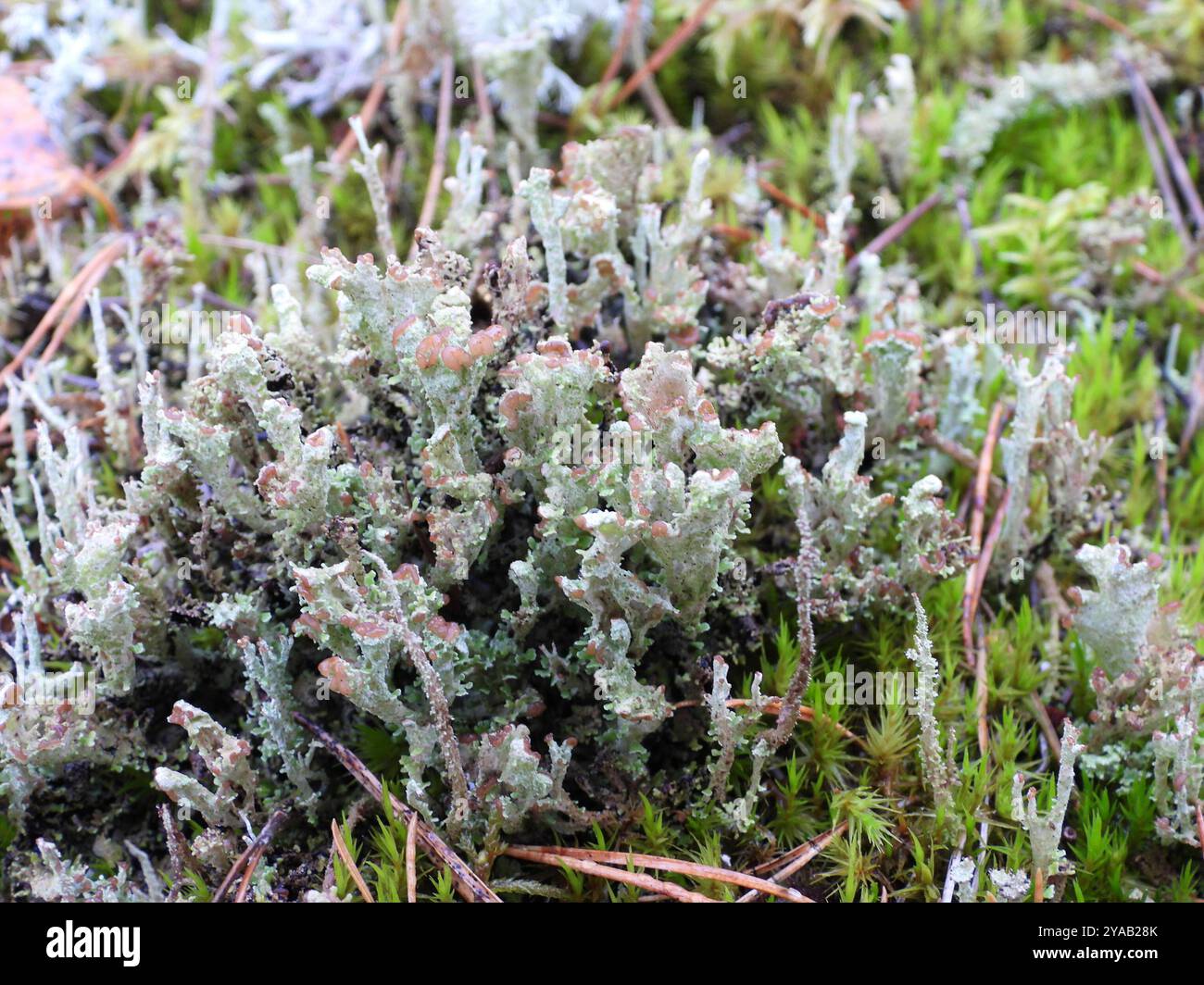Felt Horn Lichen (Cladonia phyllophora) Fungi Stock Photo - Alamy