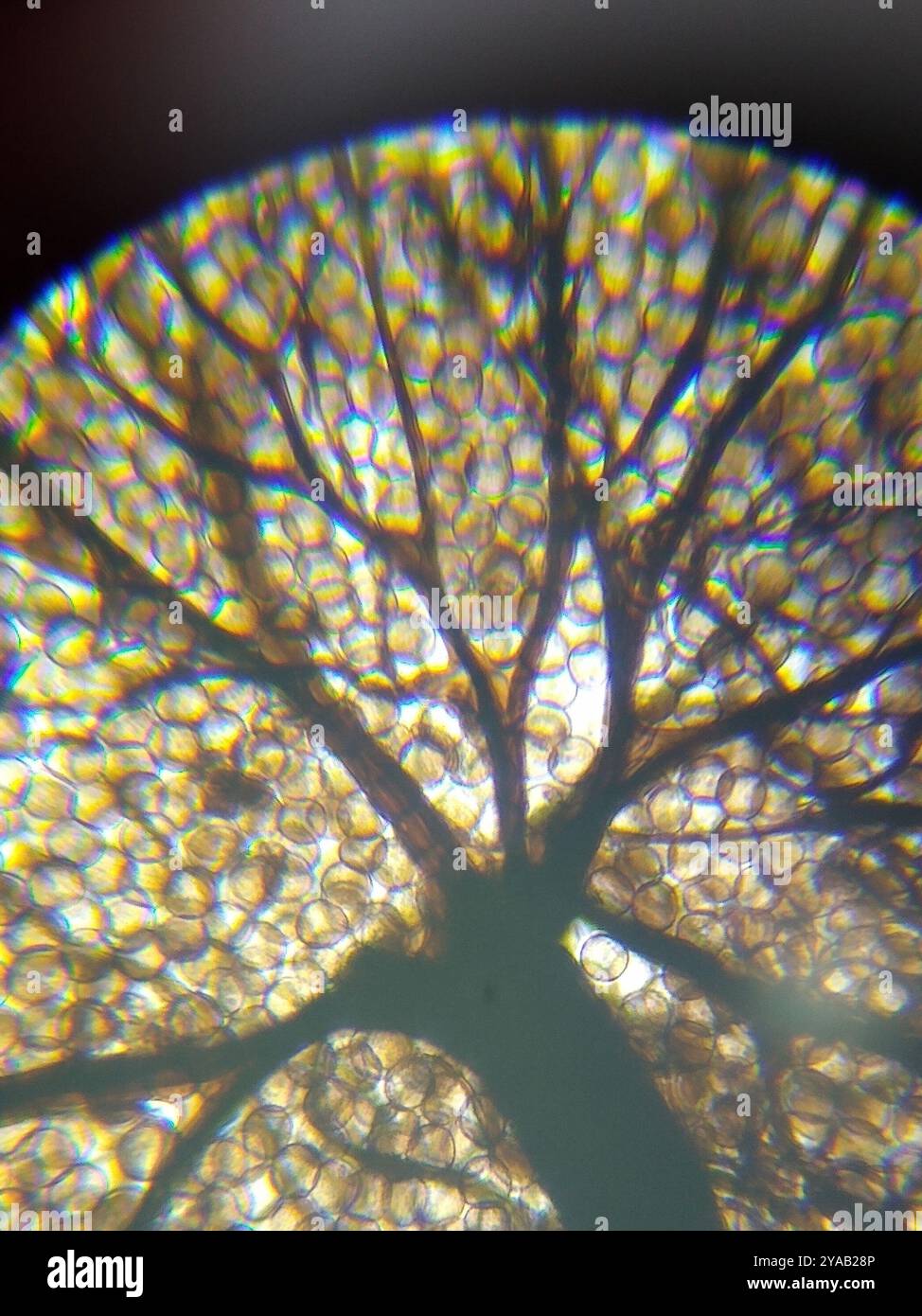 (Comatricha elegans) Protozoa Stock Photo - Alamy