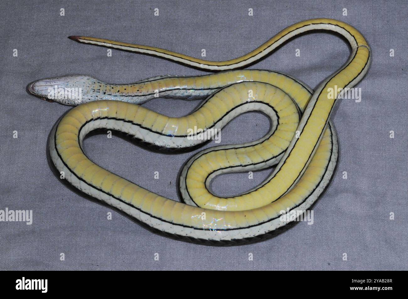 Eastern Stripe-bellied Sand Snake (Psammophis orientalis) Reptilia ...
